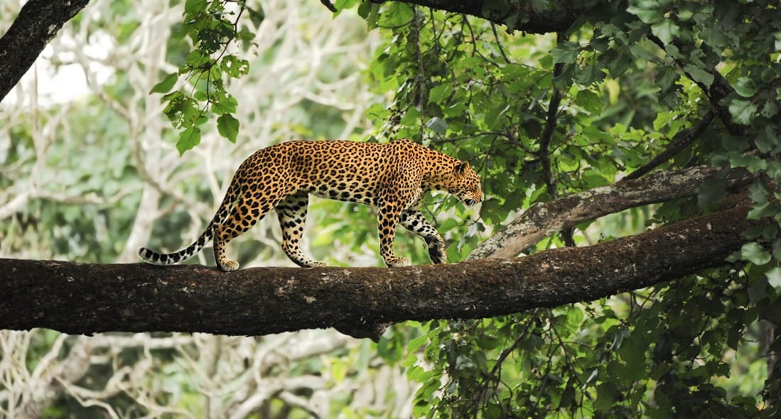 Human-Leopard Conflict in India: Addressing Ecological and Social ...