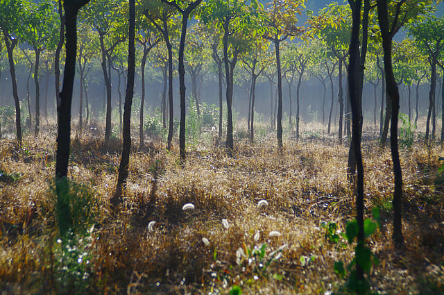 Private Entities to Restore Degraded Forests in Madhya Pradesh, Earn ...