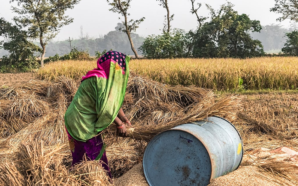 Reassessing the Green Revolution: India's Agricultural Transformation ...