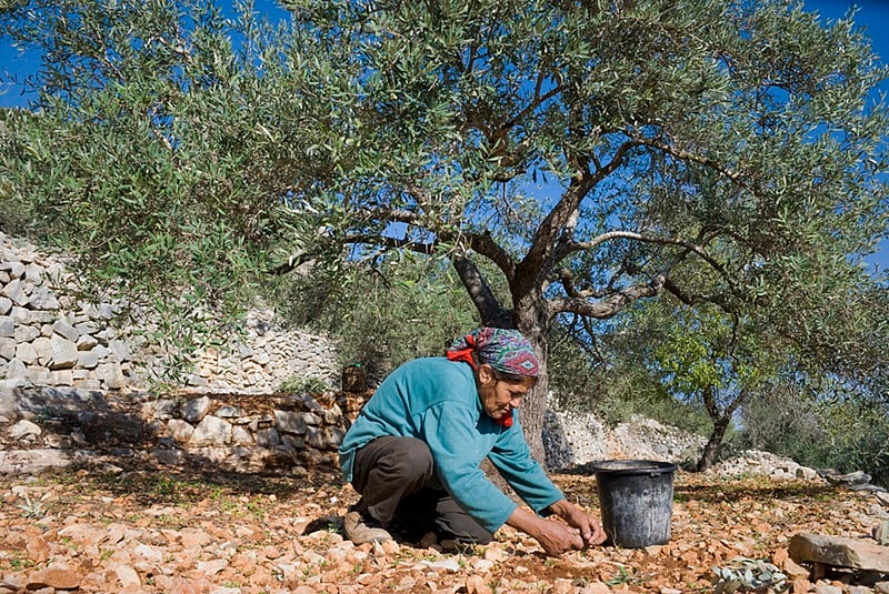 Exploring Palestinian Poetry: The Olive Tree as a Symbol of Resilience ...