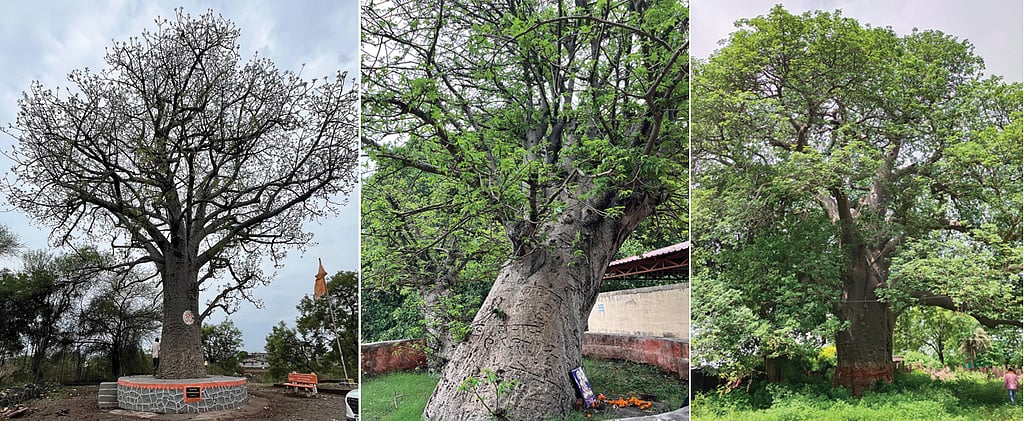 Exploring India’s Majestic Baobab Trees: A Natural Wonder