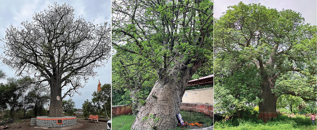 Exploring India’s Majestic Baobab Trees: A Natural Wonder