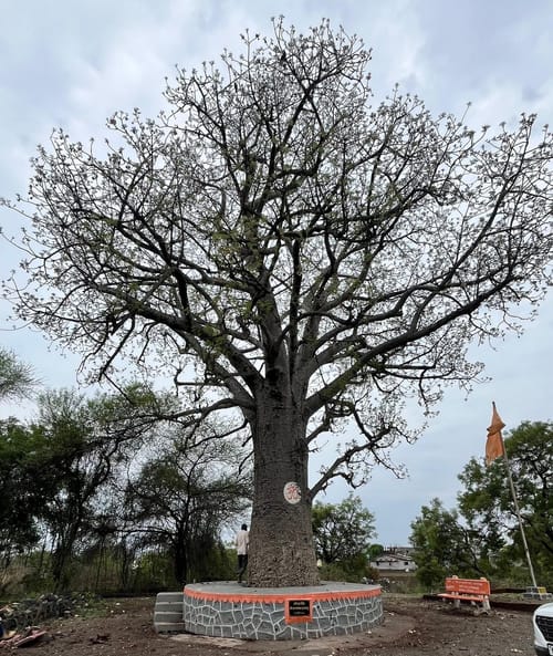 Exploring India’s Majestic Baobab Trees: A Natural Wonder