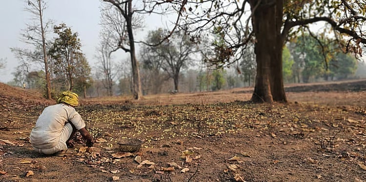 Mahua Season in Chhattisgarh: A Month-Long Celebration in Kamepur Village