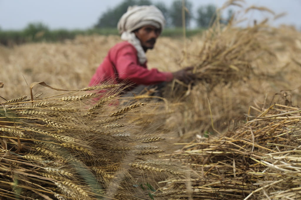 India's Wheat Harvest: Traditional Meets Modern in Agriculture