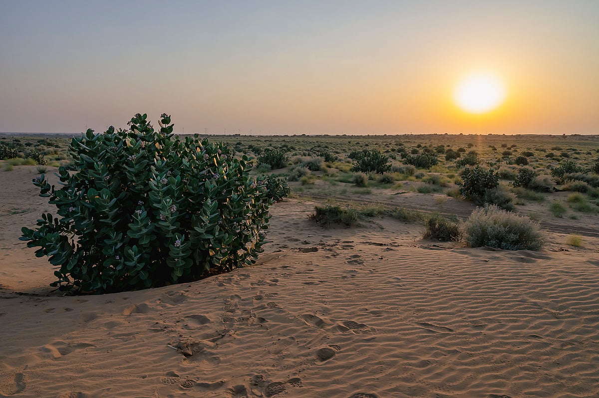 Thar Desert Greening: Higher Rainfall and Groundwater Pumping Transform ...