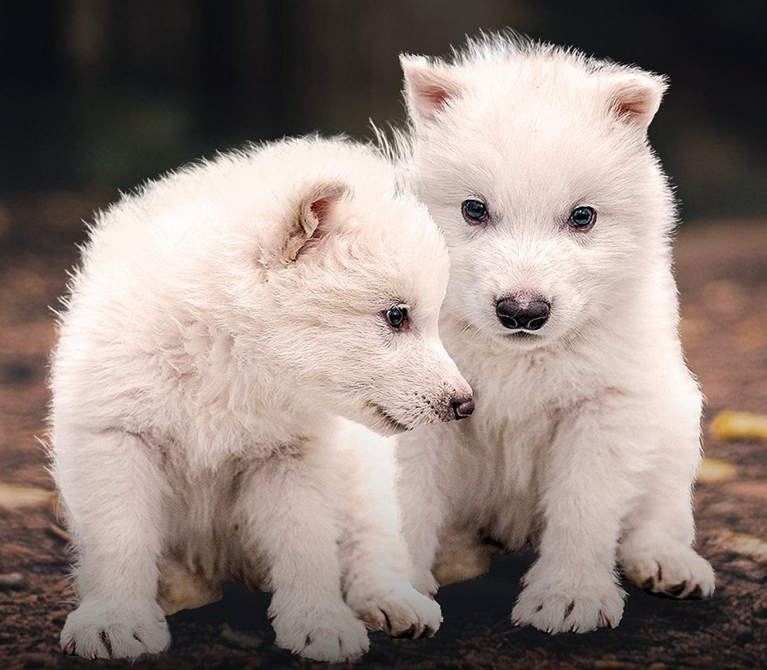 Gene-Edited Wolves: Scientists Debate 'Rebirth' of Dire Wolves by ...