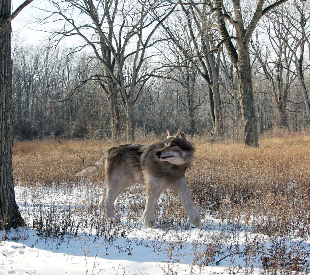 Genetic Engineering Breakthrough: Dire Wolf DNA Revived by Colossal Biotech