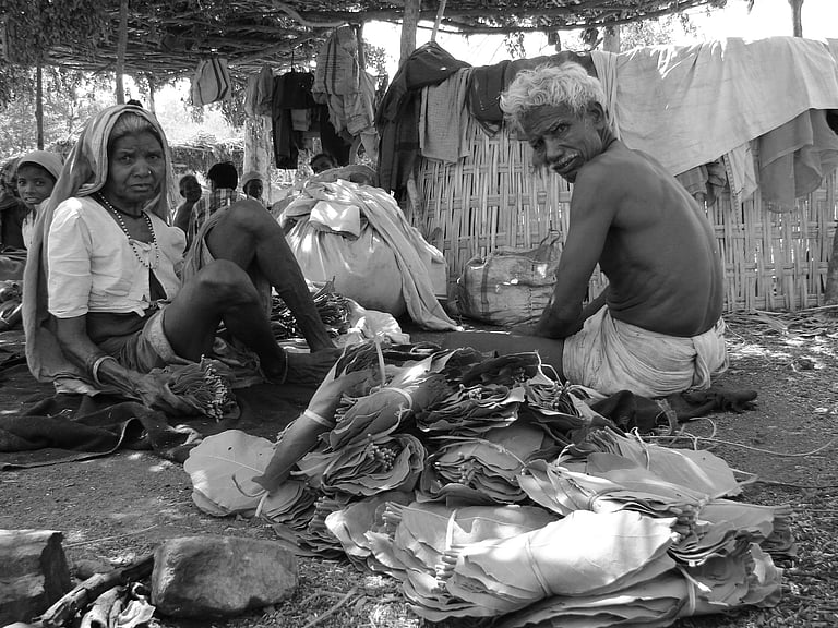 Tendu Trails & Tobacco Tales: India's Beedi-Making Tradition in Forests