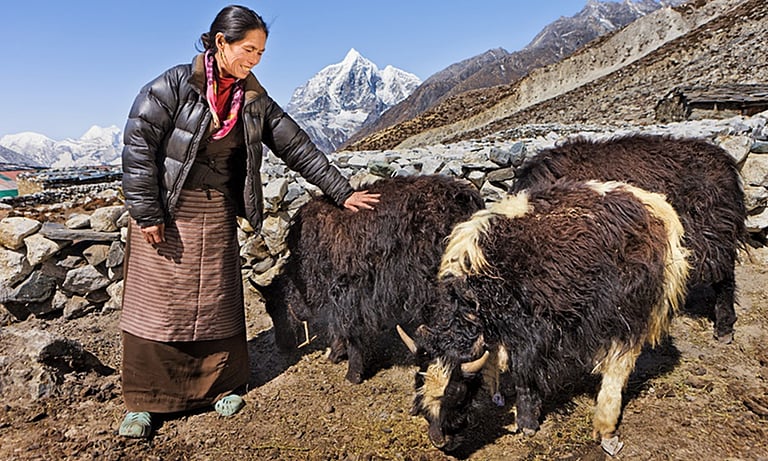 ICIMOD Urges Yak Inclusion: Elevate Yak in Sustainable Development Agenda