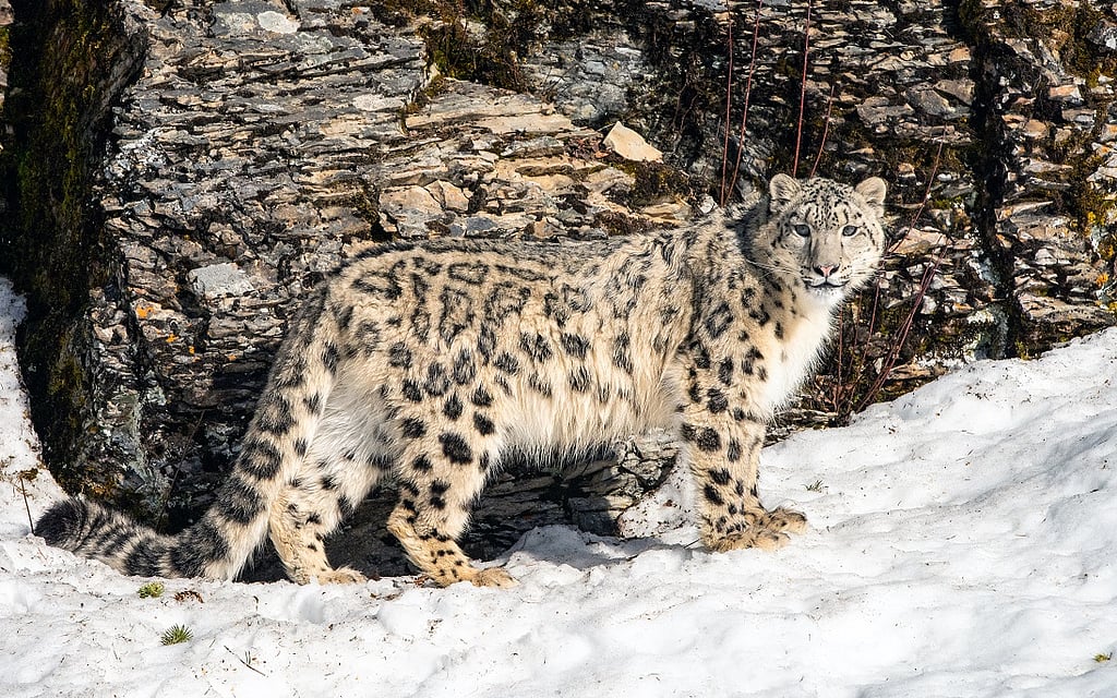 Nepal's Snow Leopards: Survey Reveals Nearly 400 in National Estimate