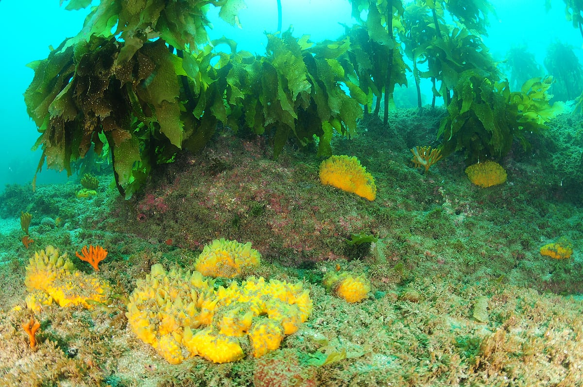 Biodiversity Hotspots: NZ's Mesophotic Reefs Harbor Protected Species