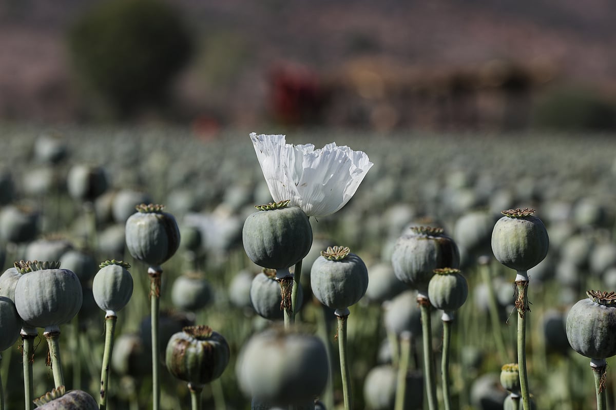 Rajasthan's Poppy Cultivation: Balancing Tradition and Legal Frameworks