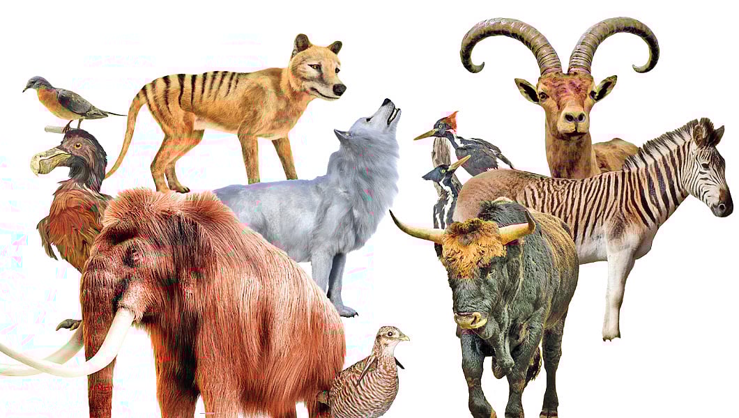 Infographic Insight: Resurrection Line-Up in Down To Earth