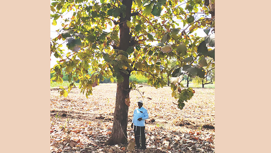 Teak Timber Challenges: Exploring Productivity and Propagation Methods