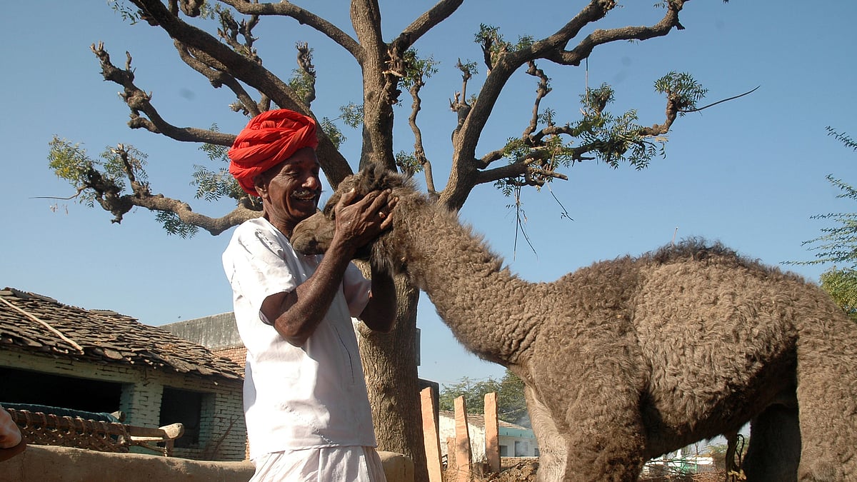 Raika Tribe Heritage: Preserving the Art of Camel Herding in Rajasthan