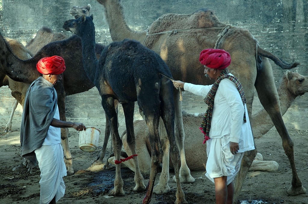 Raika Tribe Heritage: Preserving the Art of Camel Herding in Rajasthan