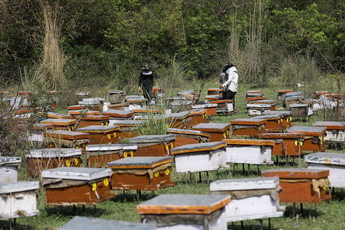 World Bee Day: Celebrating Bees' Role in Ecosystem and Food Security