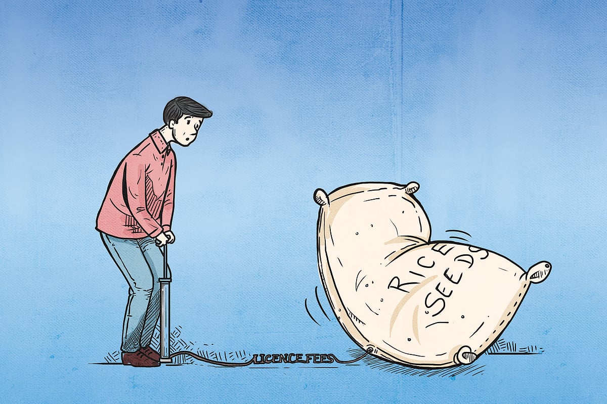 CRISPR Breakthrough: India's GE Rice Faces Licensing Challenges