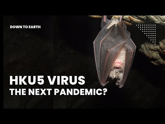 Bat Virus Threat: HKU5 Could Be Next Human Infectious Coronavirus