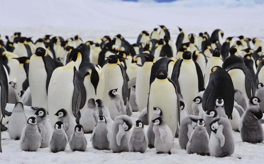 Antarctic Crisis: Emperor Penguins Face Increased Threats from ...
