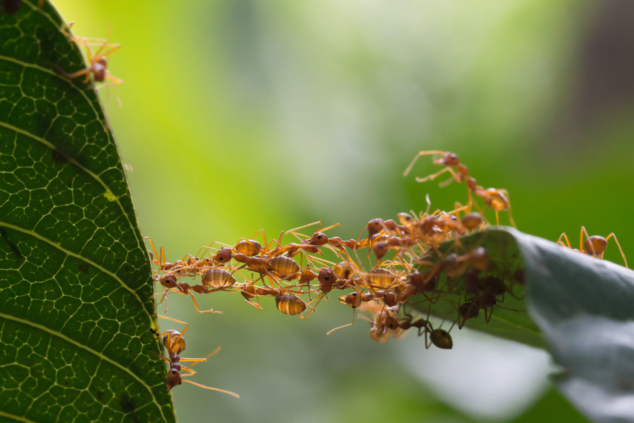 Ants' Ancient Innovations: Medicine, Farming, and Engineering Mastery