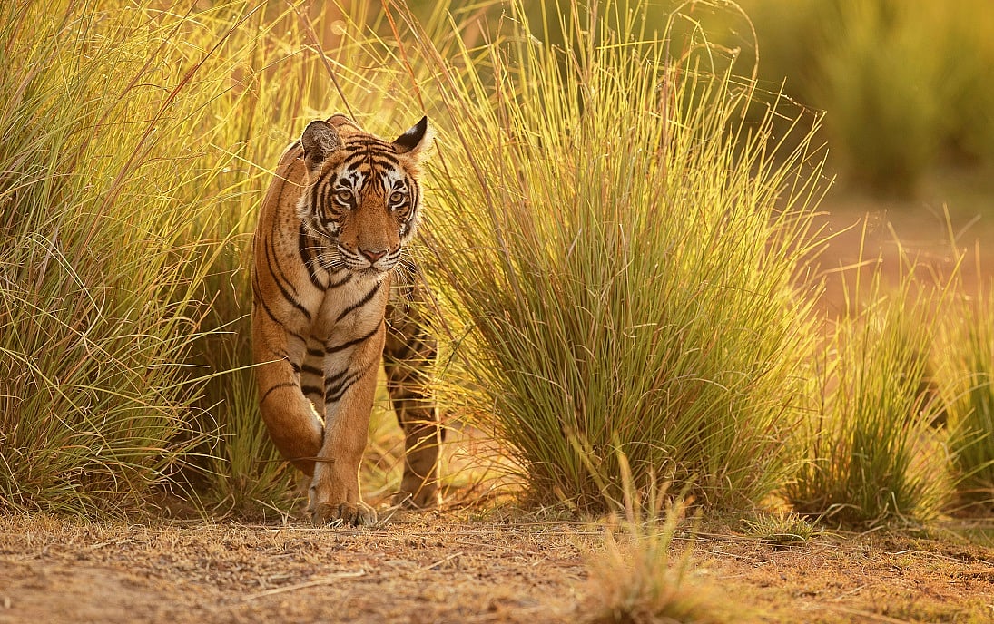Tiger Attacks in India: Experts Debunk Maneater Myth