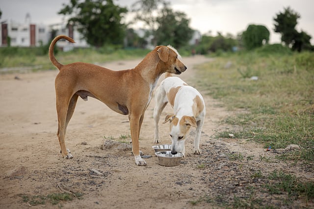 Supreme Court Ruling: Free-Ranging Dogs Stay, Public Feeding Banned