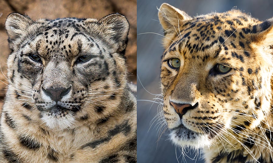 Leopard Encroachment: Common Leopards Threaten Snow Leopard Habitats