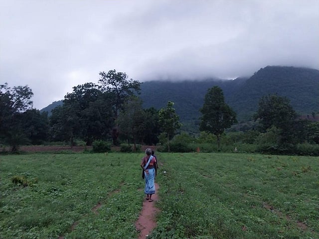 Dongar Cultivation Threat: Eucalyptus Monoculture Endangers Odisha's ...