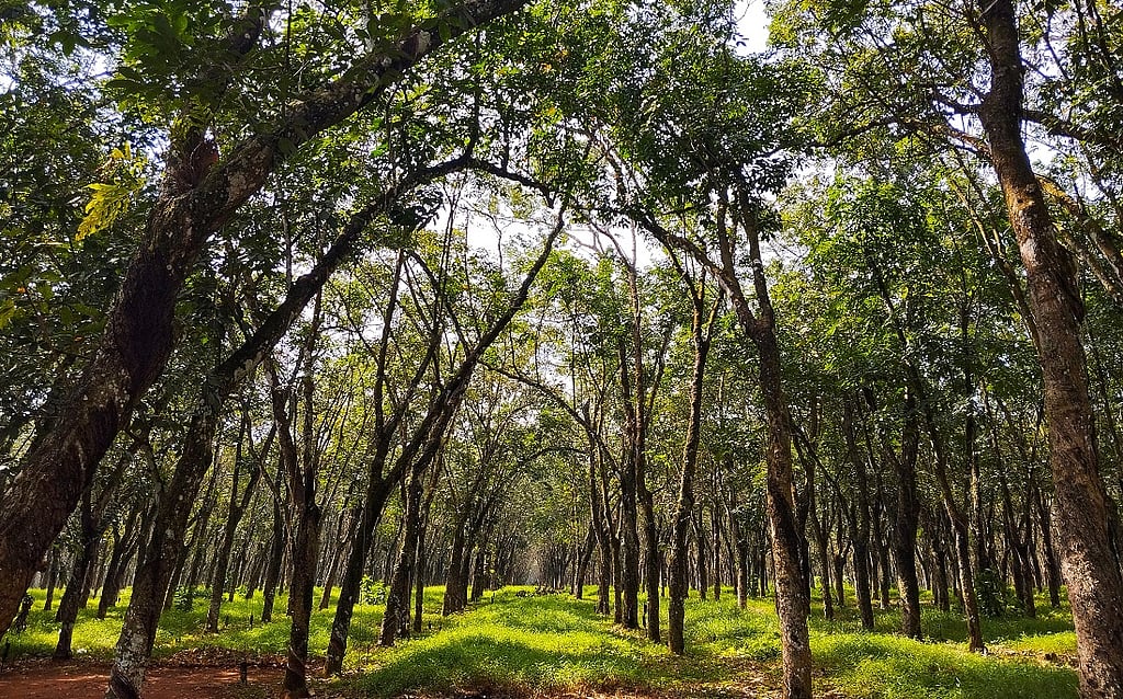 Forestation Limits: Study Reveals Trees Can't Solve Climate Crisis Alone