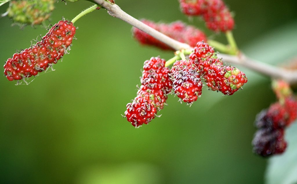 Shahtoot Snack Recipe: A Taste of Spring and Tradition in Himachal