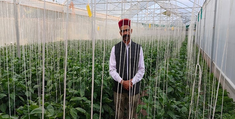 Natural Farming Success: Capsicum Thrives in Solan, Himachal Pradesh