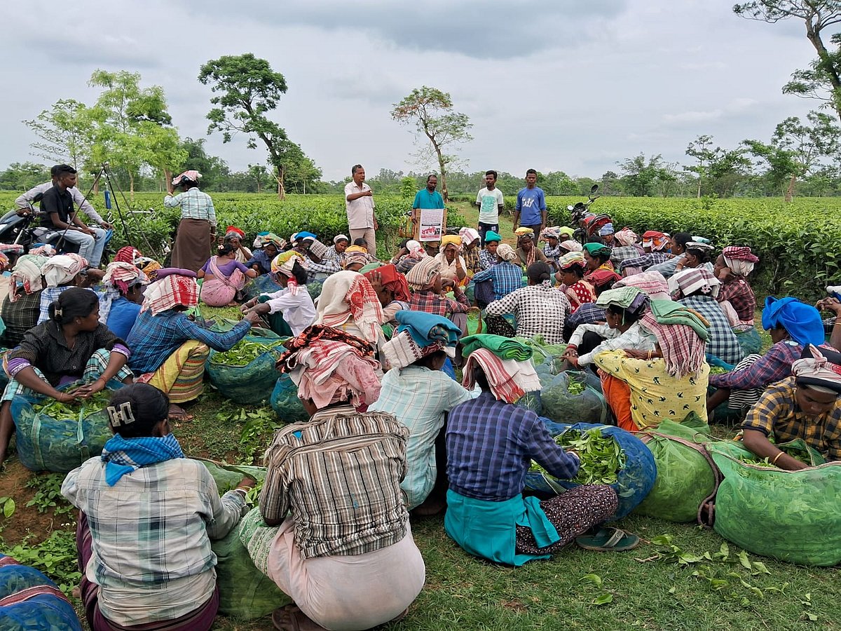 Identity Shift: Assam's Tea Tribes Seek to Shed Colonial Label