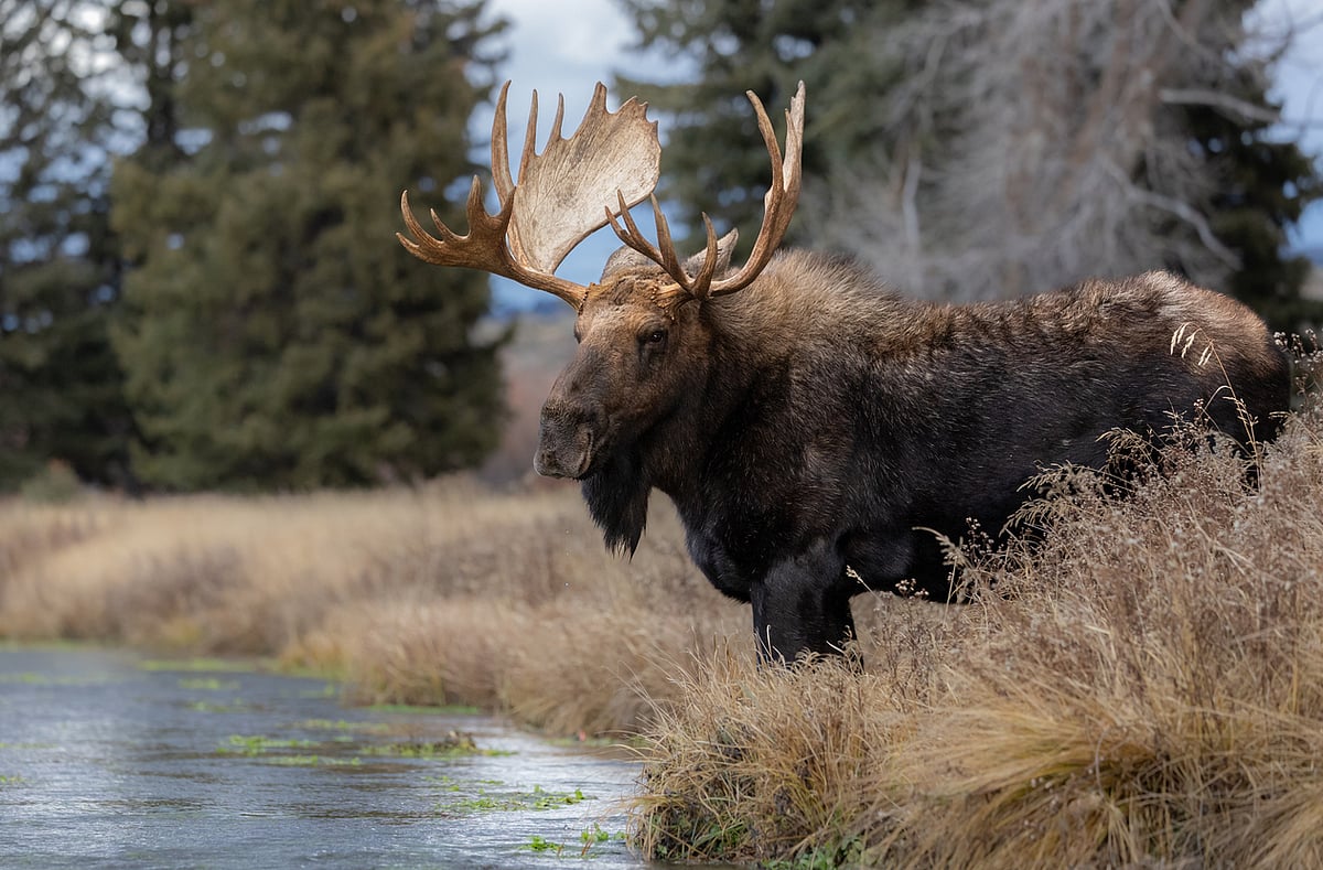 Breakthrough Test: Diagnosing Brain Worms in Moose and Elk