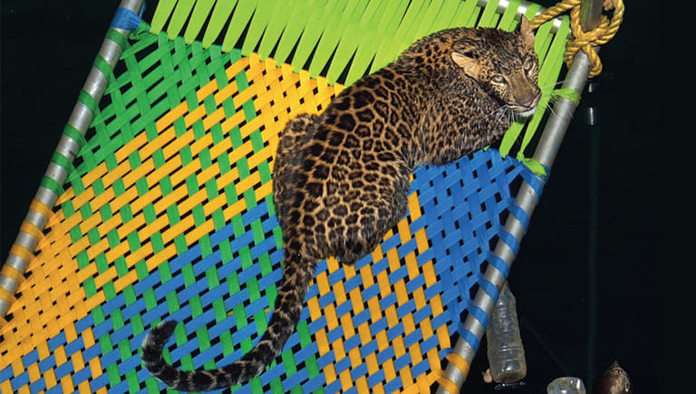 Leopard Sterilisation Debate: Maharashtra's Plan to Curb Human-Wildlife ...