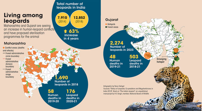 Leopard Sterilisation Debate: Maharashtra's Plan to Curb Human-Wildlife ...