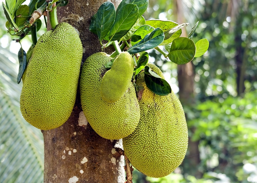 Kerala Delights: Jackfruit Seeds and Granny's Kitchen Memories