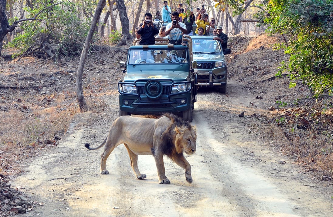 Conservation Strategy: Asiatic Lions' Expansion Beyond Gir Demands ...