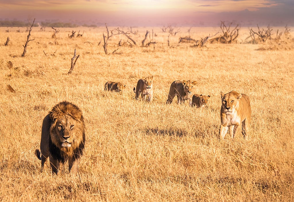 Urgent Call: Saving Africa's Lions from Decline in 'The Last Lions'