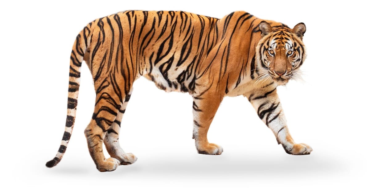 IUCN Green Status: Tiger's Critical Depletion and Hopeful Recovery in Asia