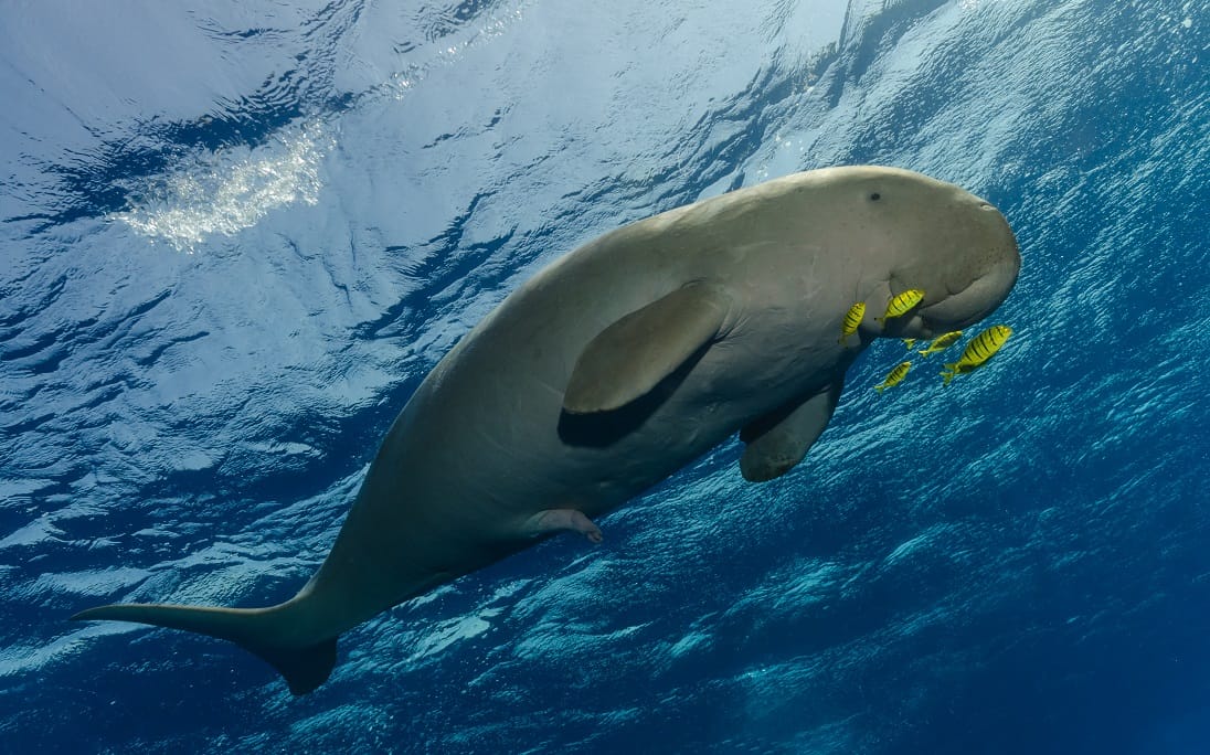 IUCN Report: Dugong Survival in Gulf of Kutch and Andamans Uncertain