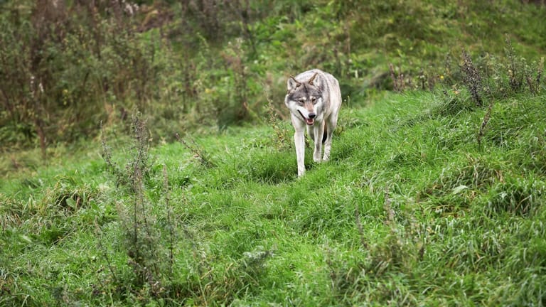 Denmark's Wolf Return: Conservation Triumph or Public Concern?
