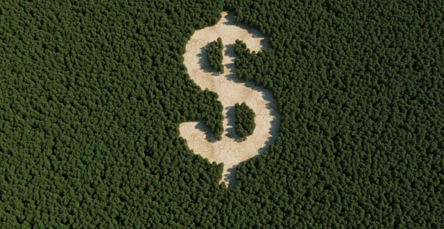 Urgent Forest Finance: Tripling Investments Needed to Meet 2030 Goals