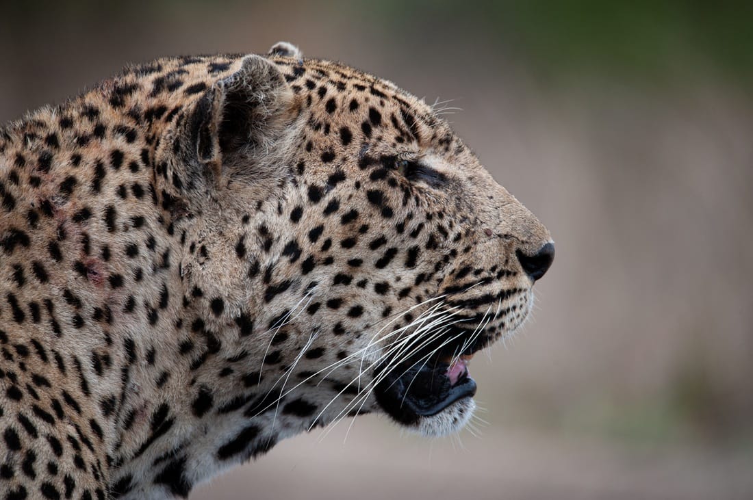 Leopard Crisis: West Africa's Big Cats Face Extinction Threat