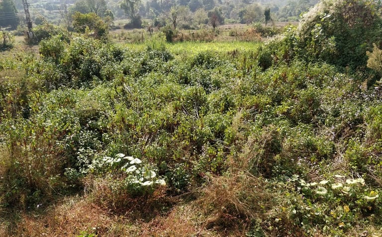Invasive Species Alert: Mexican Devil's Unchecked Spread Across Continents