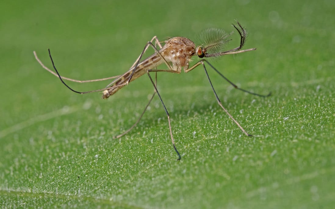 Iceland's Mosquito Invasion: New Species Discovered Amid Record Heat