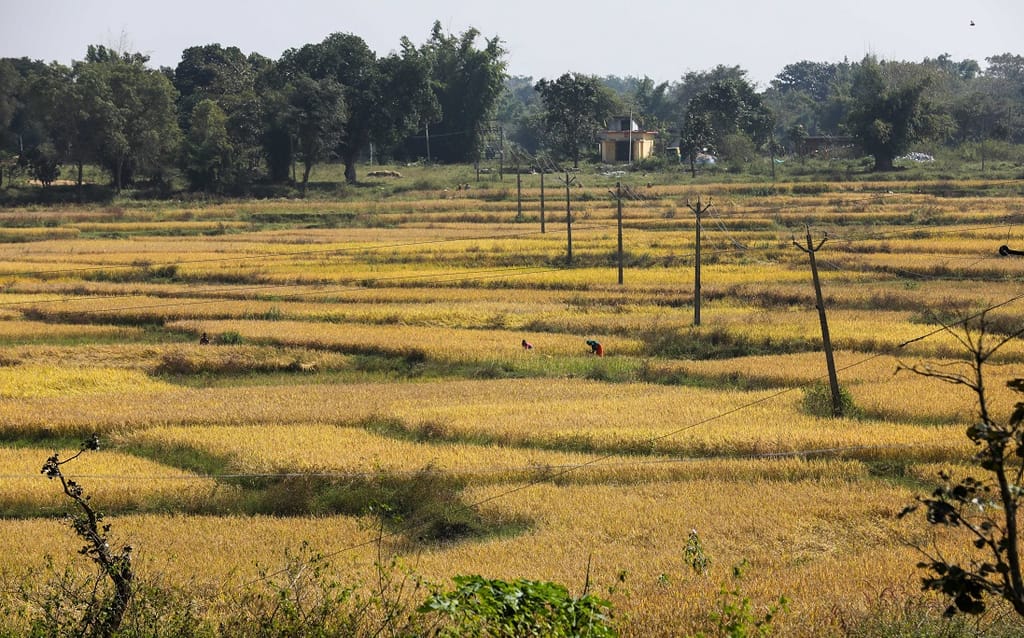 Jharkhand Paddy Harvest: Farmers to Receive Bonus on Kharif Crop