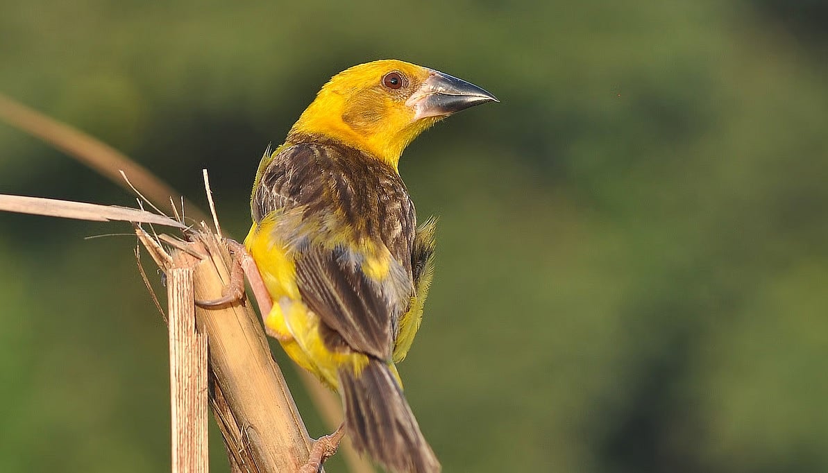 Extinction Crisis: Finn’s Weaver Vanishes from Terai’s Marshlands in ...