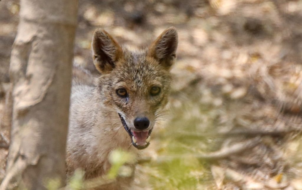 Zoo Escape Alert: Four Indian Jackals Flee Enclosure in Delhi National ...